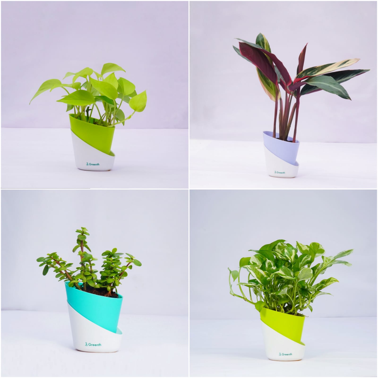 Featured Plants – Greenth