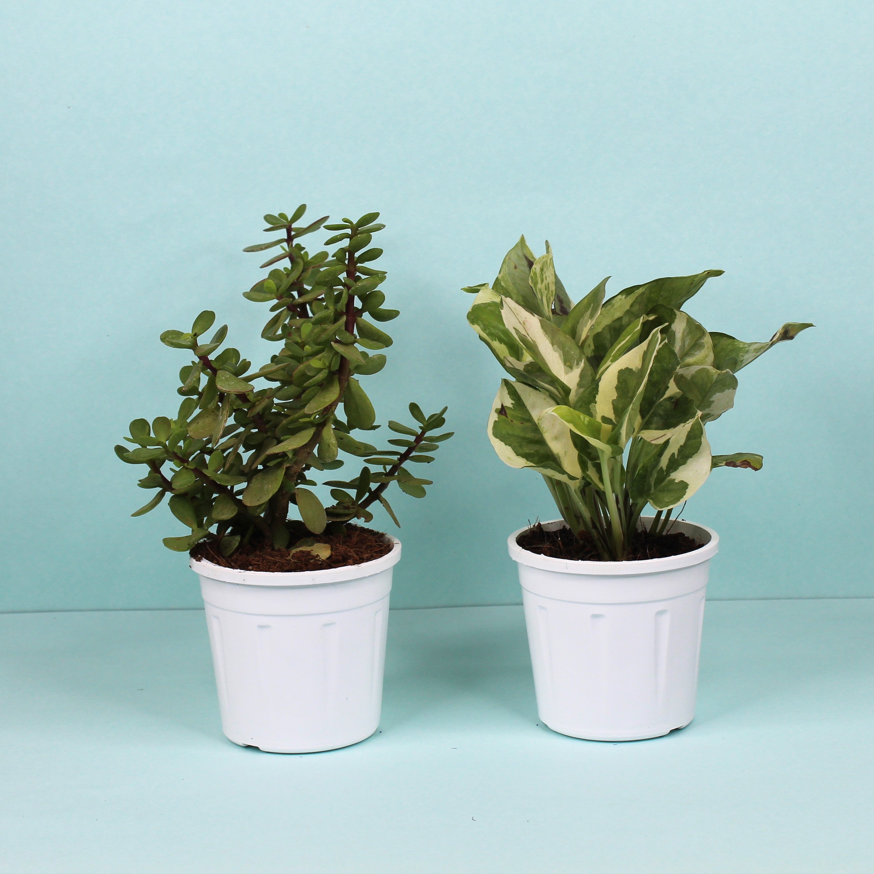 Plants @ 99 Sale in Pune – Greenth