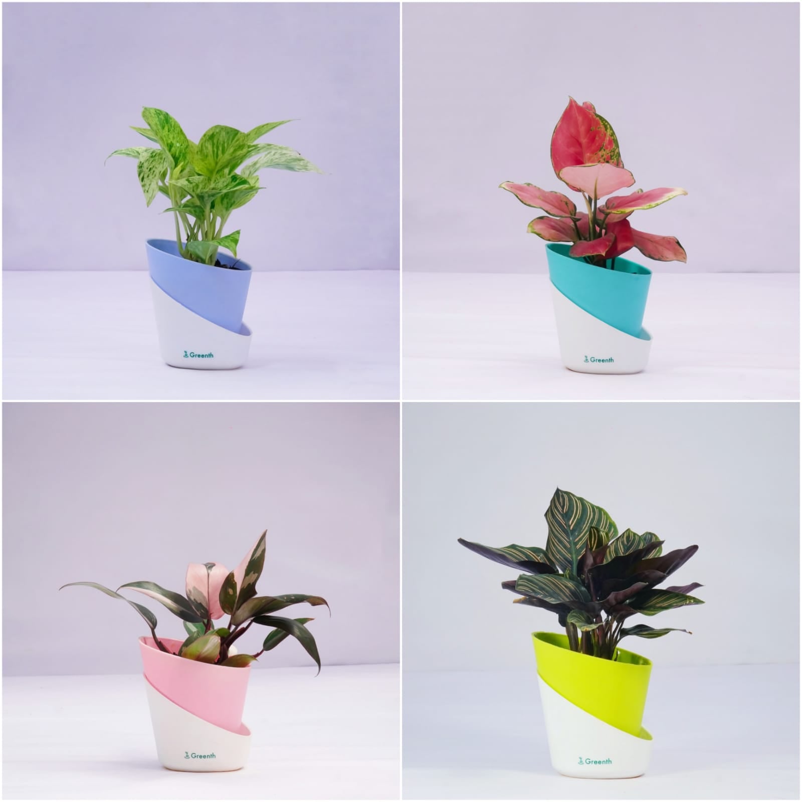 Buy Indoor Plants Online in India | Greenth - Up to 50% Off