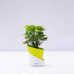 Buy Indoor Plants Online in India | Greenth - Up to 50% Off