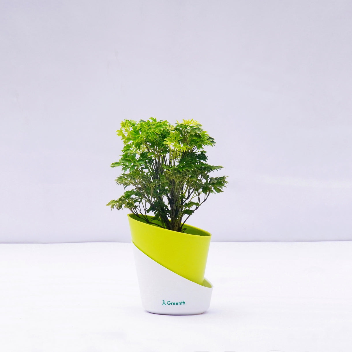 Aralia Golden Plant – Greenth