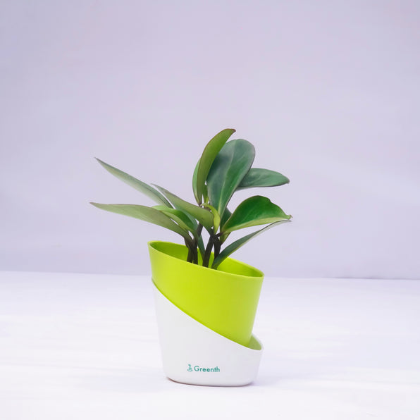 Products – Greenth