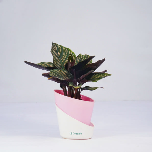 Products – Greenth