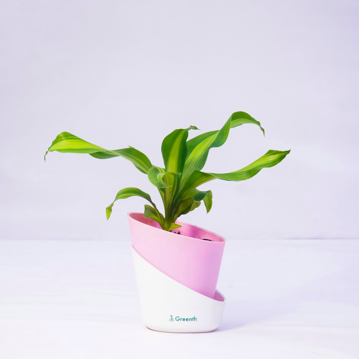 Dracaena Dara Singh Plant – Greenth