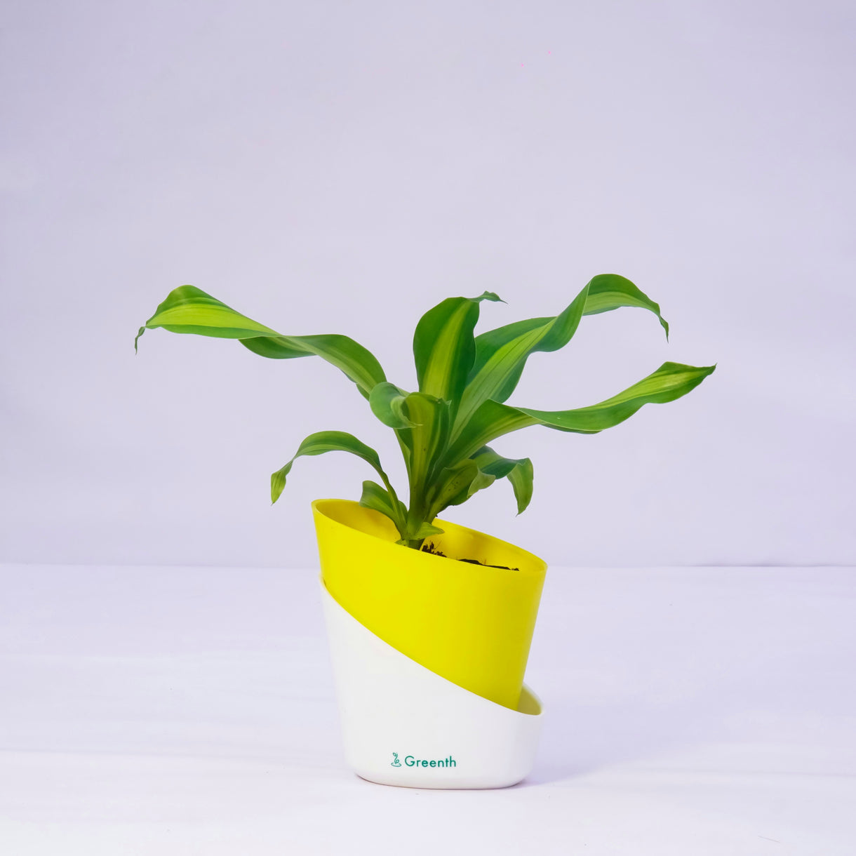 Dracaena Dara Singh Plant – Greenth