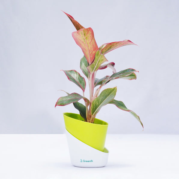 Products – Greenth